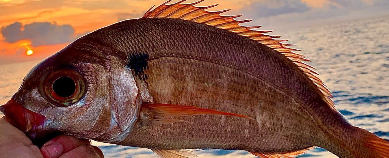 Pesca Raons o Loritos cerca de la costa de Salou 2026